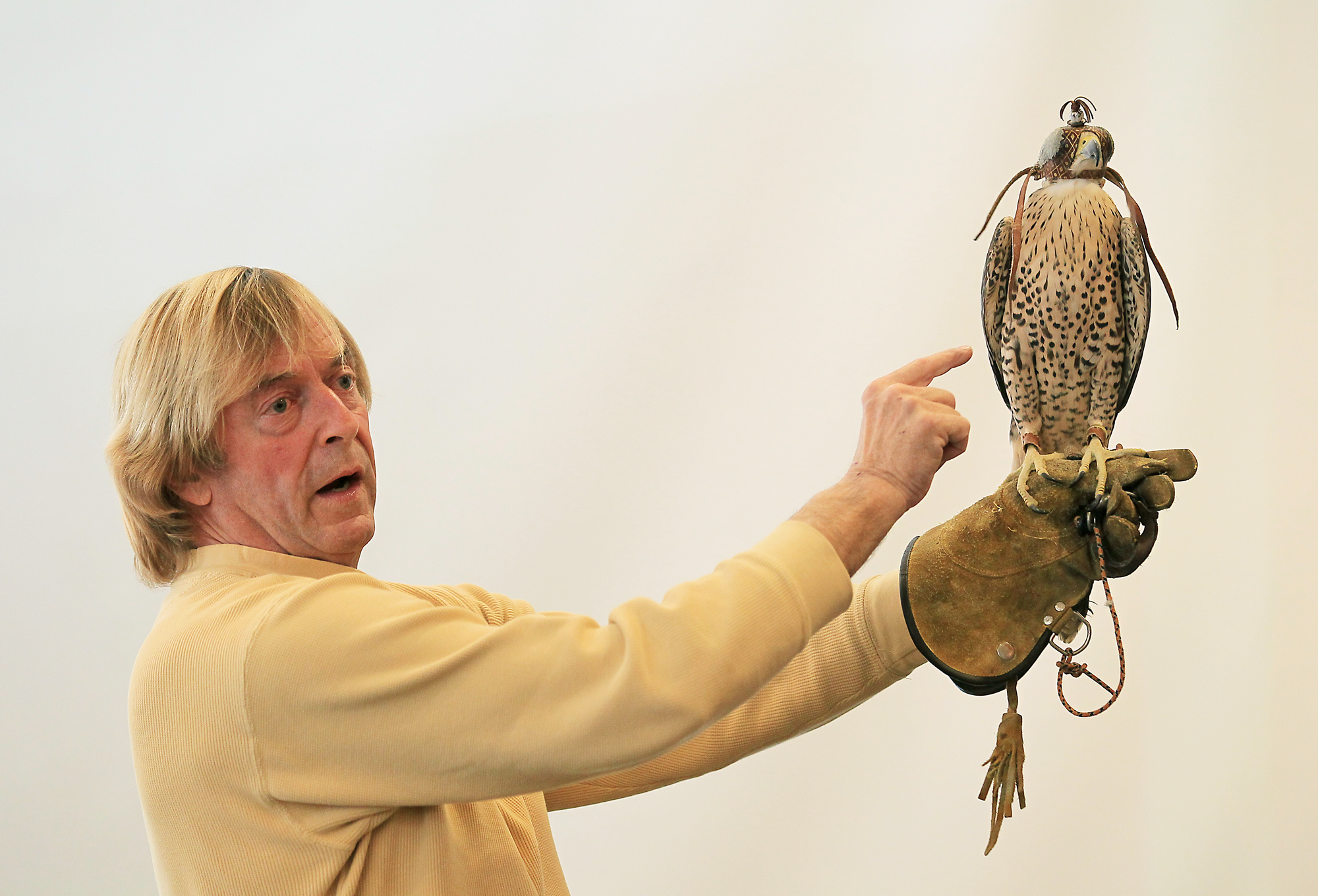 Rare falcons on display at Oak Park Library - Wednesday Journal