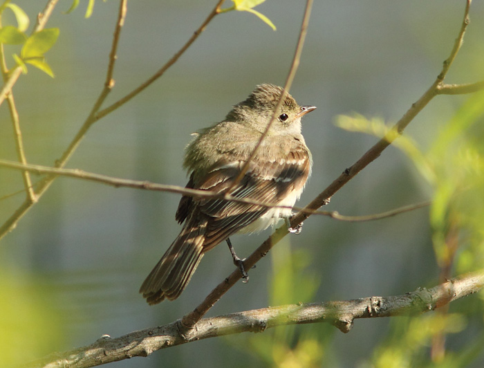 OPRF teens discover another rare bird - Oak Park