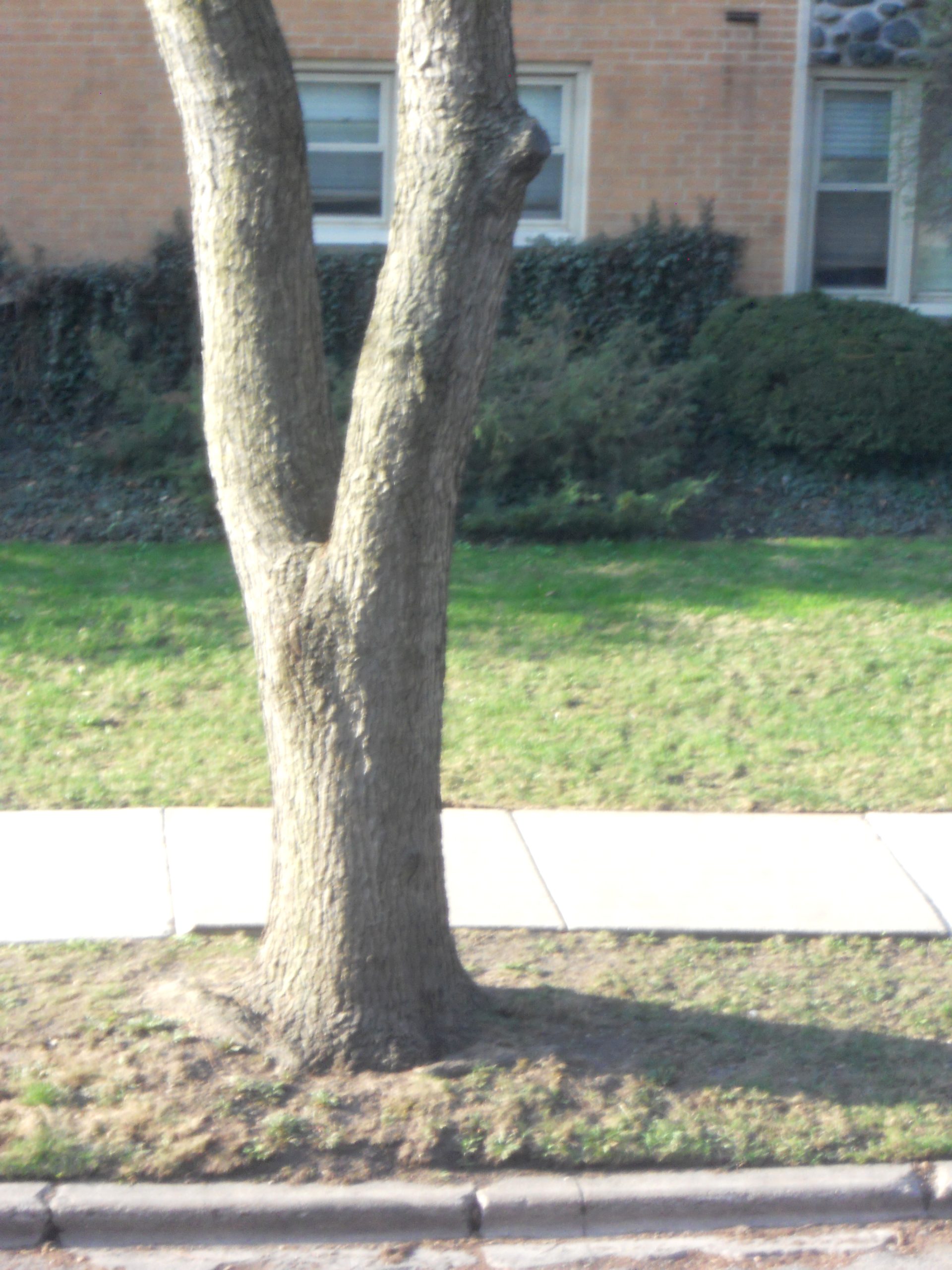 March toward spring - Wednesday Journal