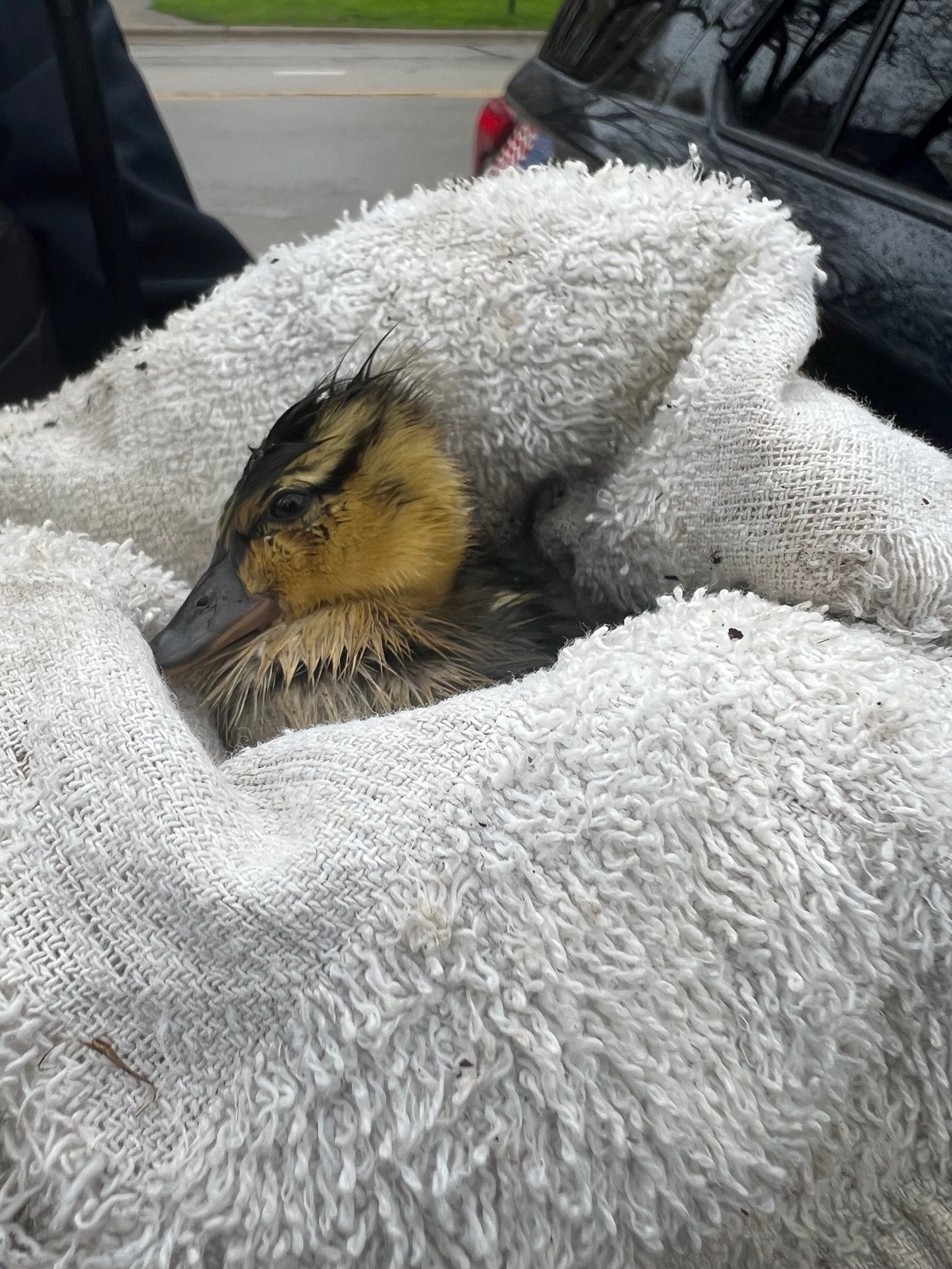 River Forest police rescue cute duckling from sewer - Wednesday Journal
