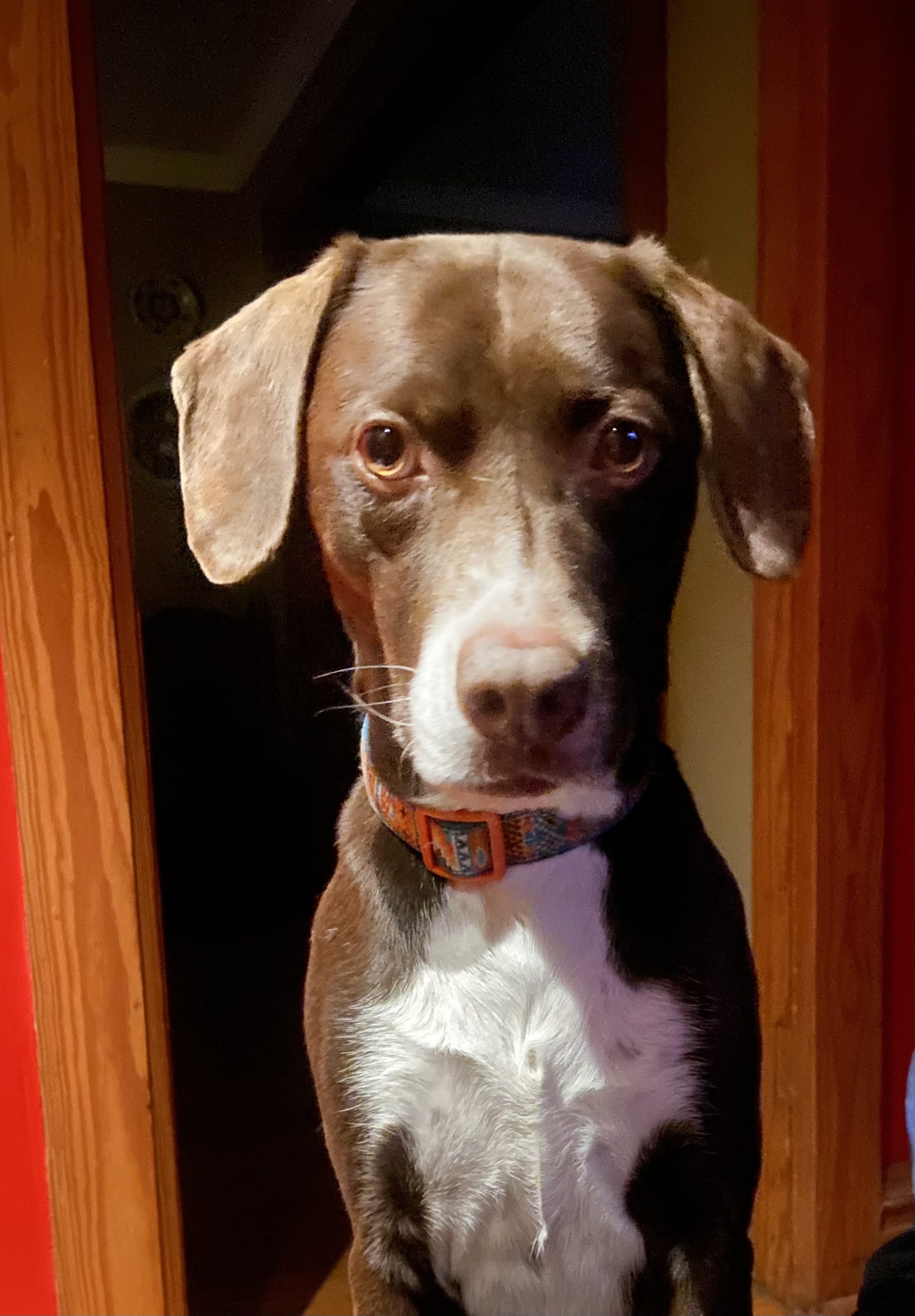 When Swan Lake turns into Night on Bald Mountain - Wednesday Journal