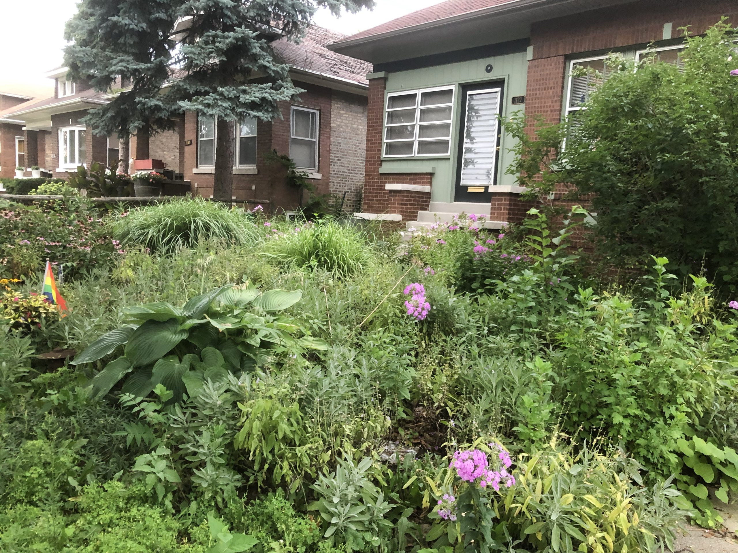 Native Gardens gain popularity in Oak Park and River Forest - Wednesday ...