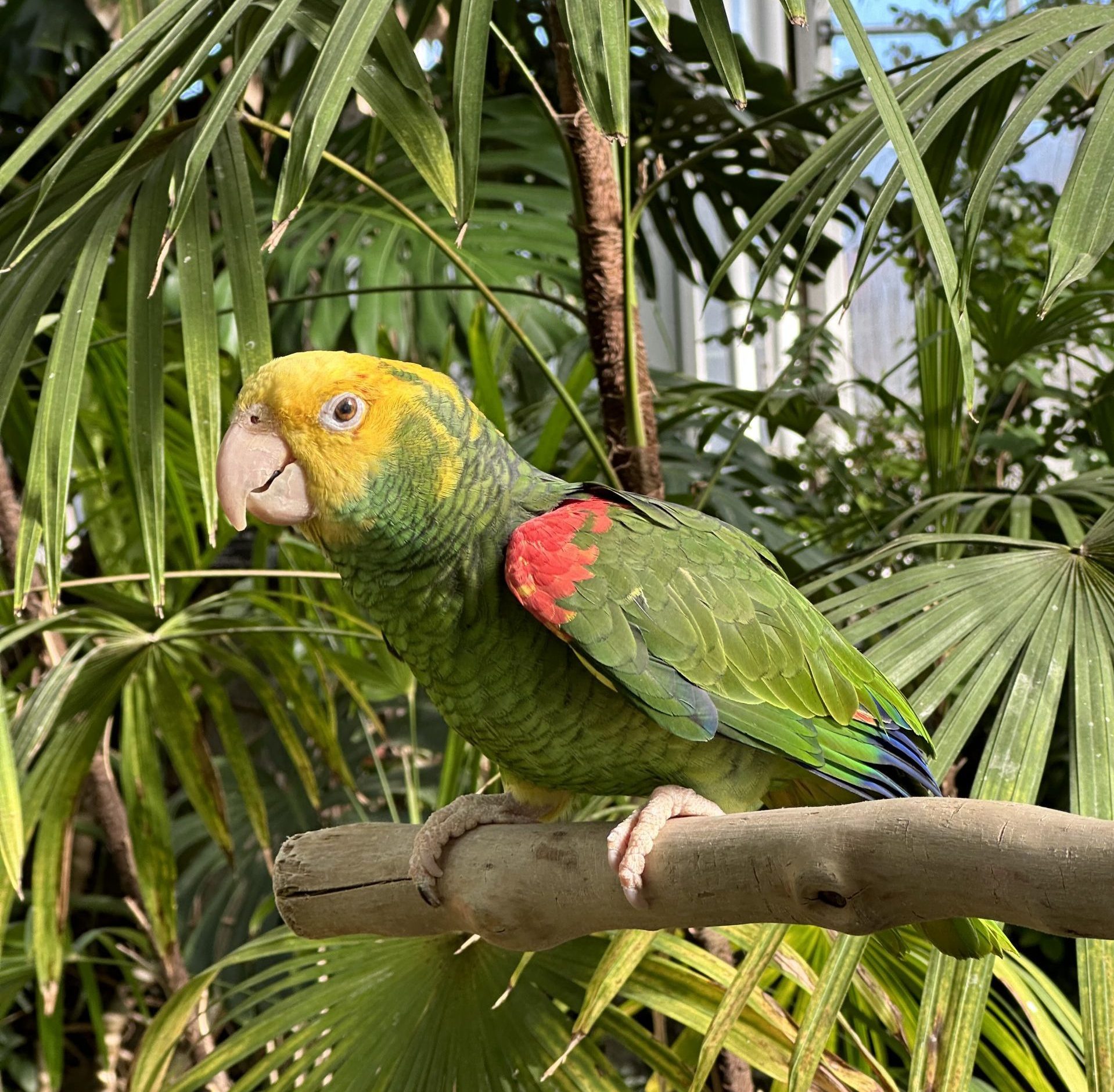 George the parrot never let the kids down - Wednesday Journal