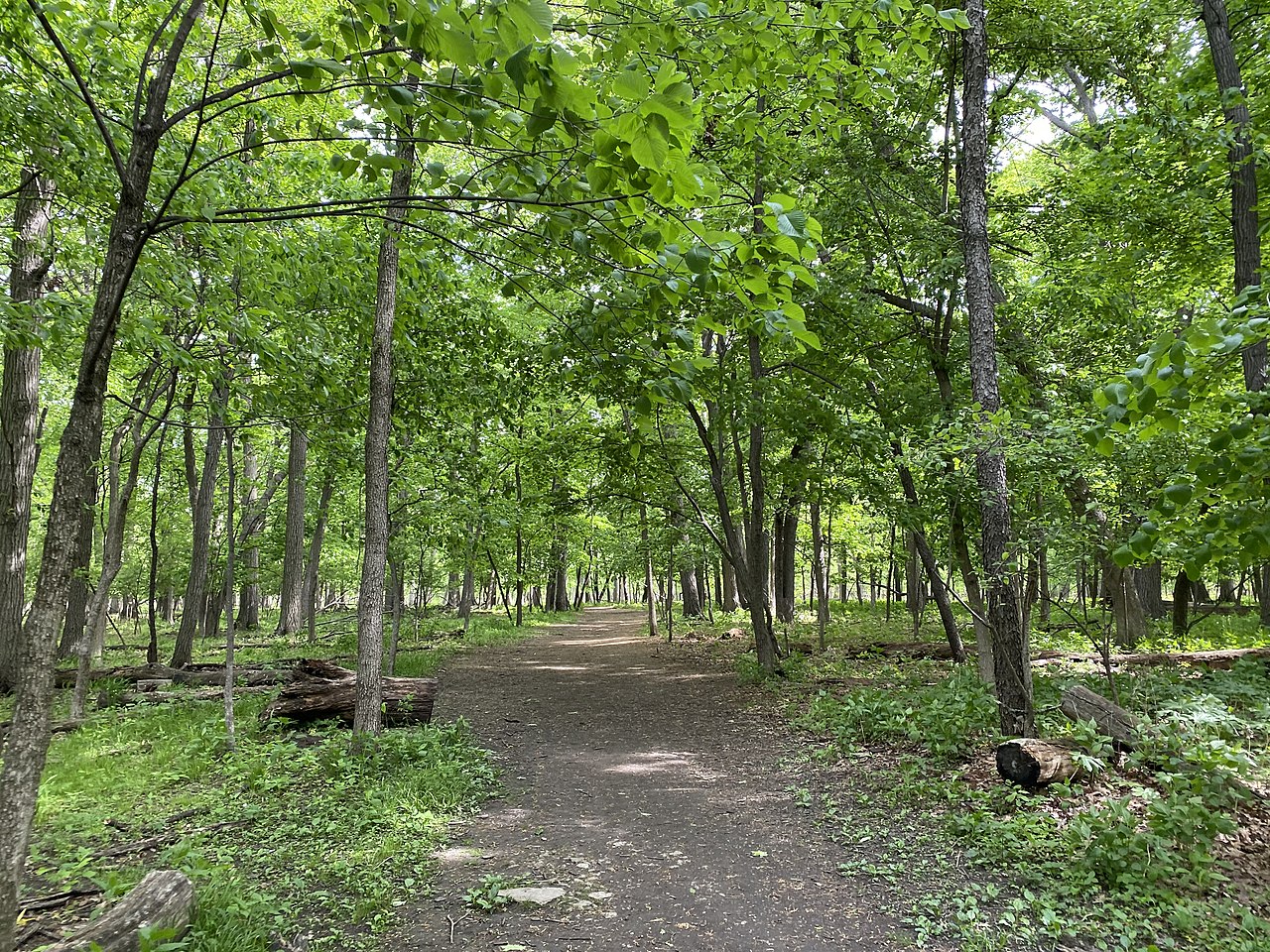 On the Thatcher Woods trail - Wednesday Journal