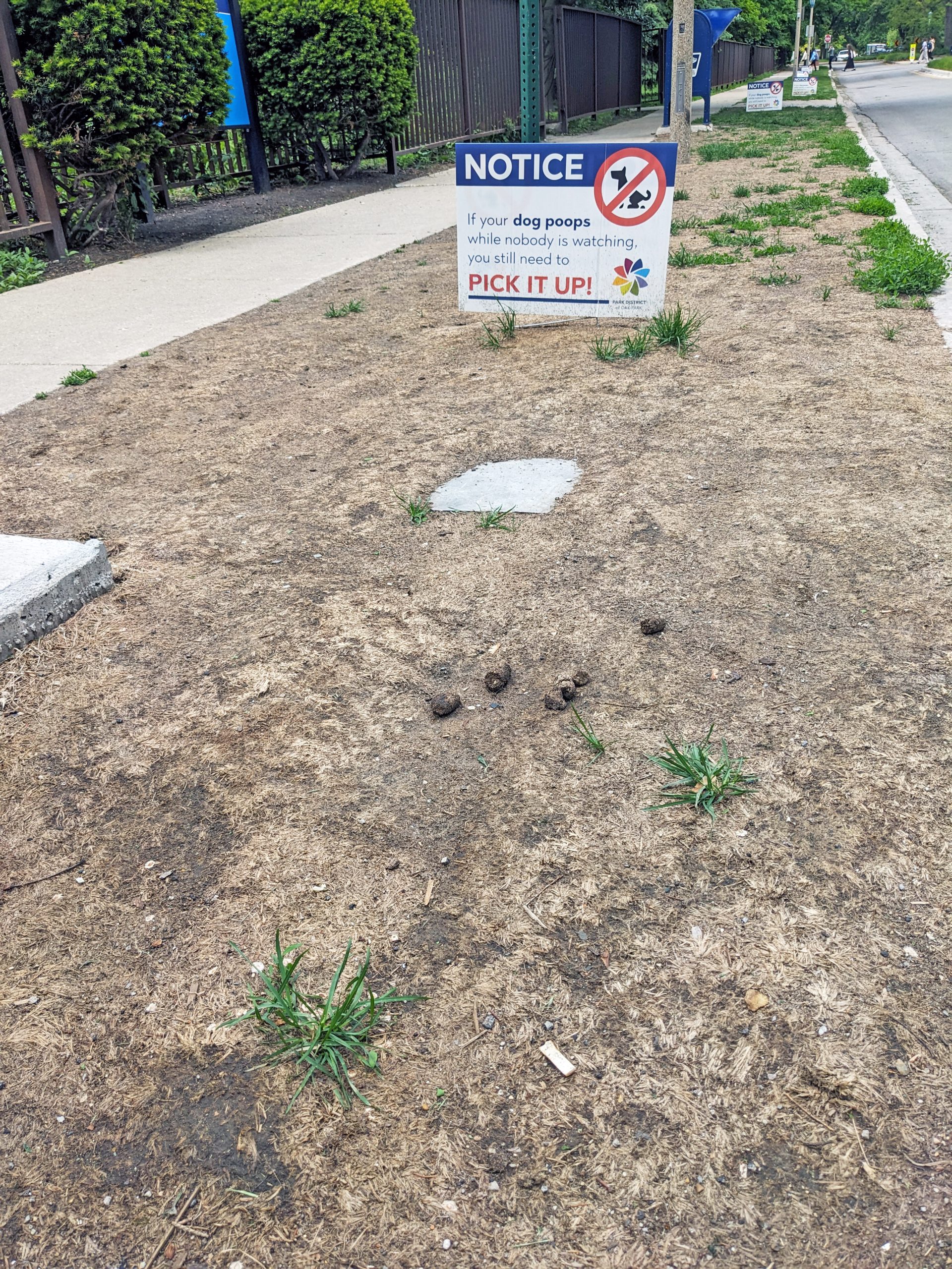 Pick up the poop on Forest Avenue - Wednesday Journal